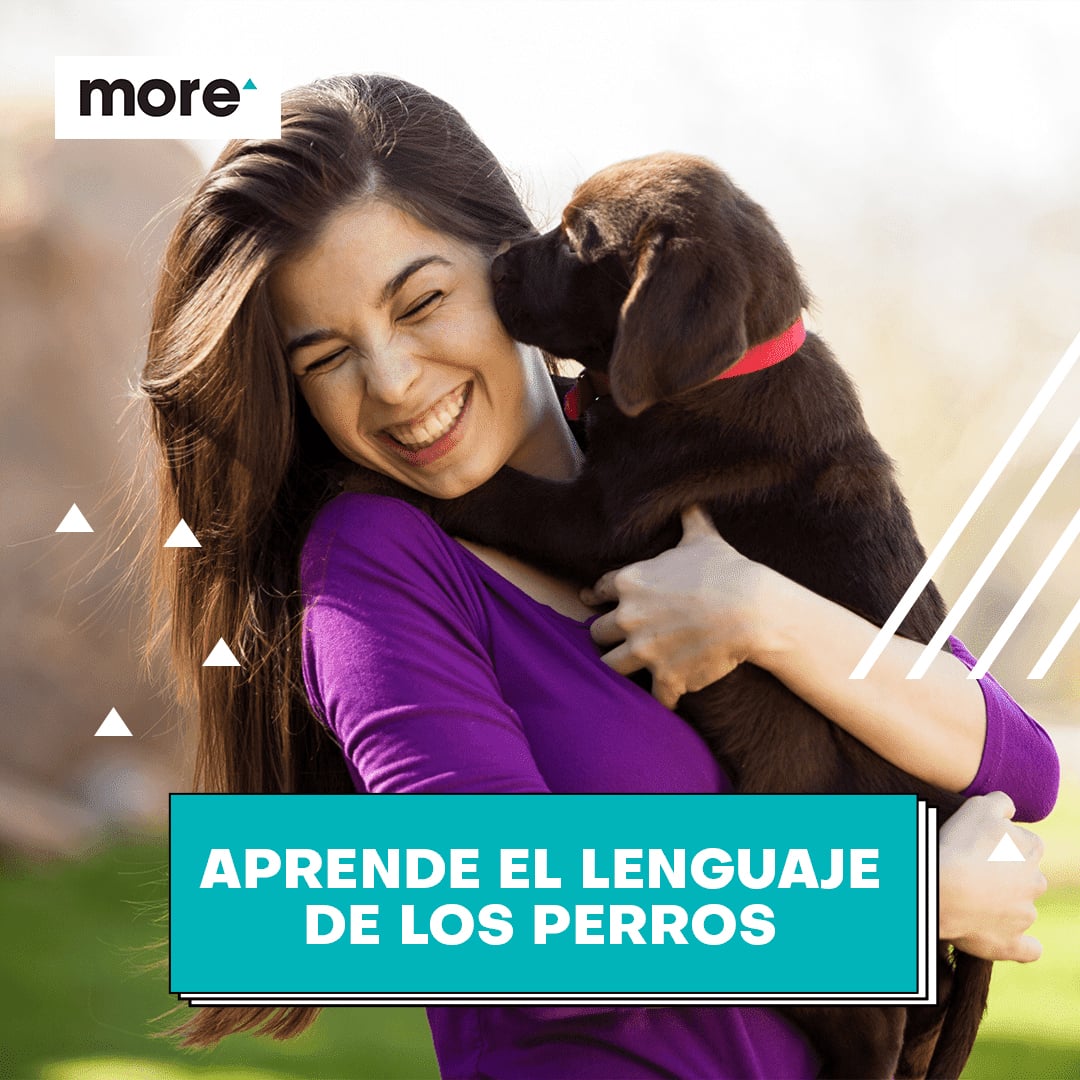 Aprende el lenguaje de los perros - More